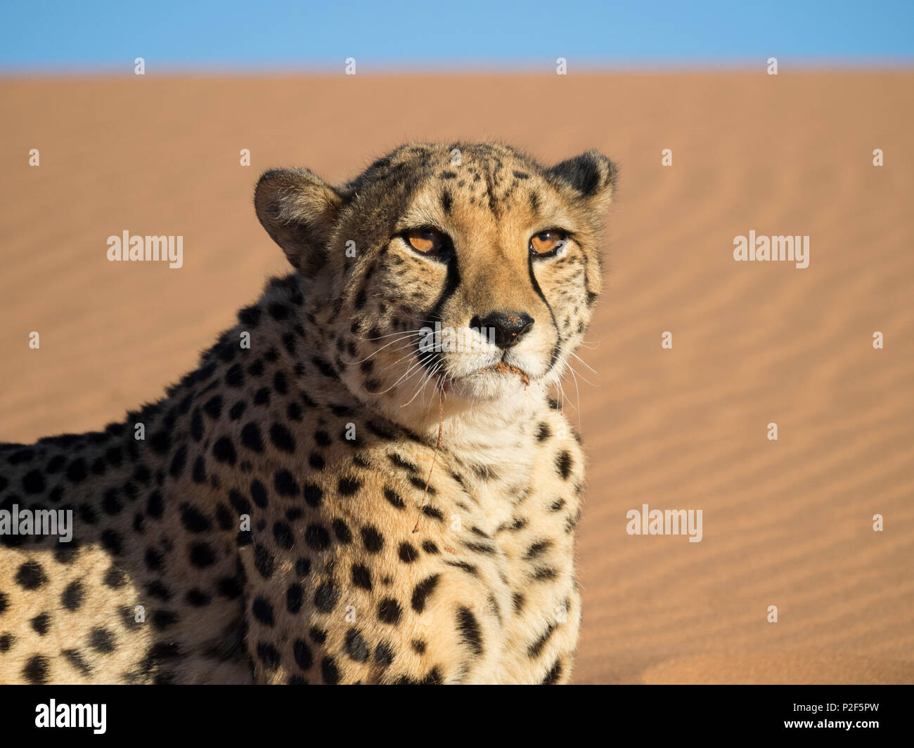 Namibia desert cheetah hi-res stock photography and images - Alamy
