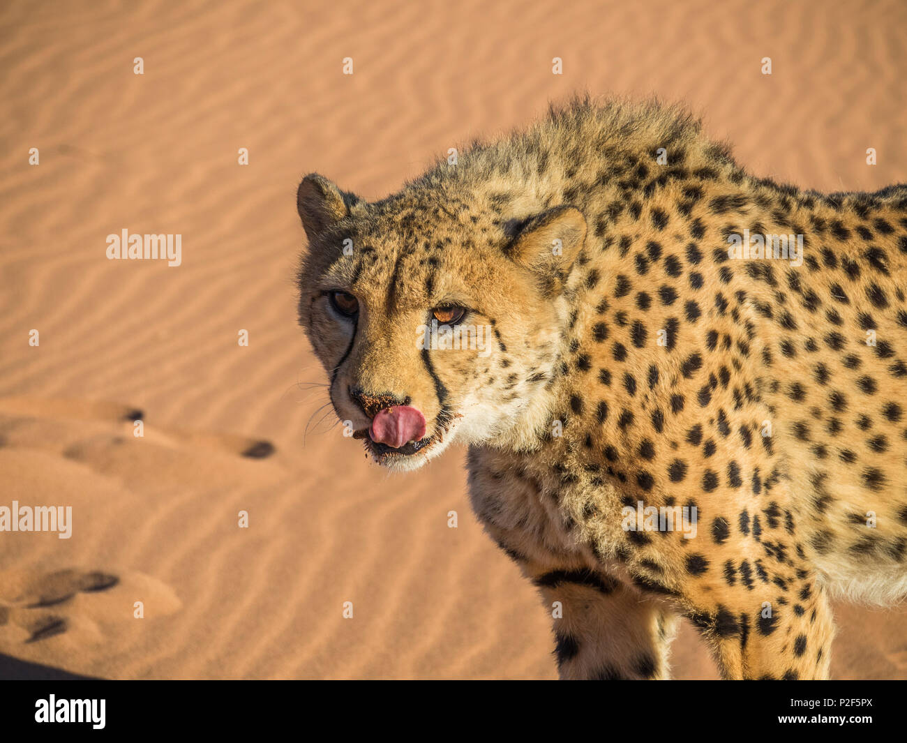Cheetah licking its nose hi-res stock photography and images - Alamy