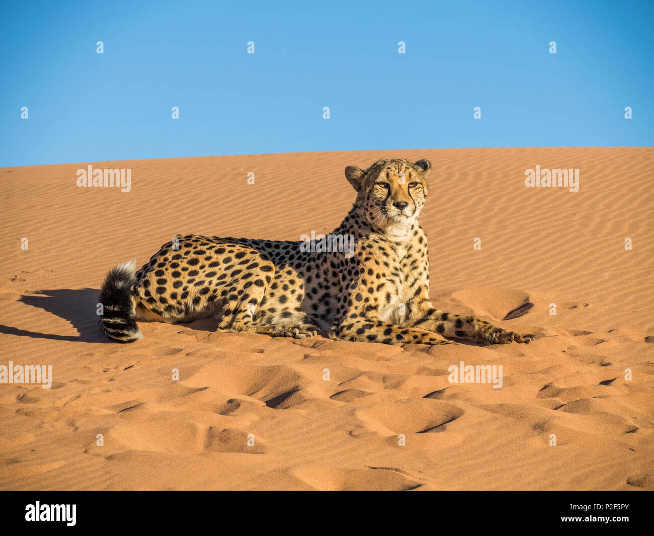 female cheetah on red sand dune Namibia Stock Photo - Alamy