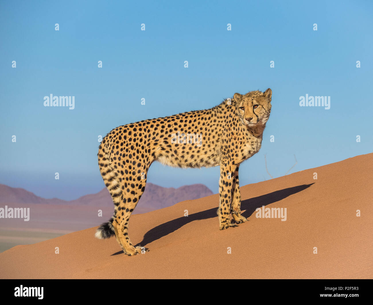 Namibia desert cheetah hi-res stock photography and images - Alamy