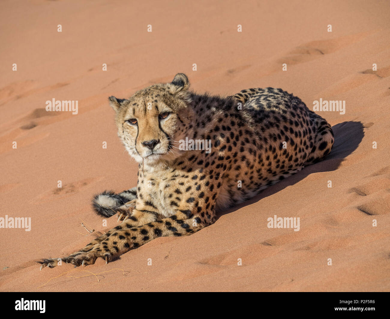Cheetah on sand dune hi-res stock photography and images - Alamy