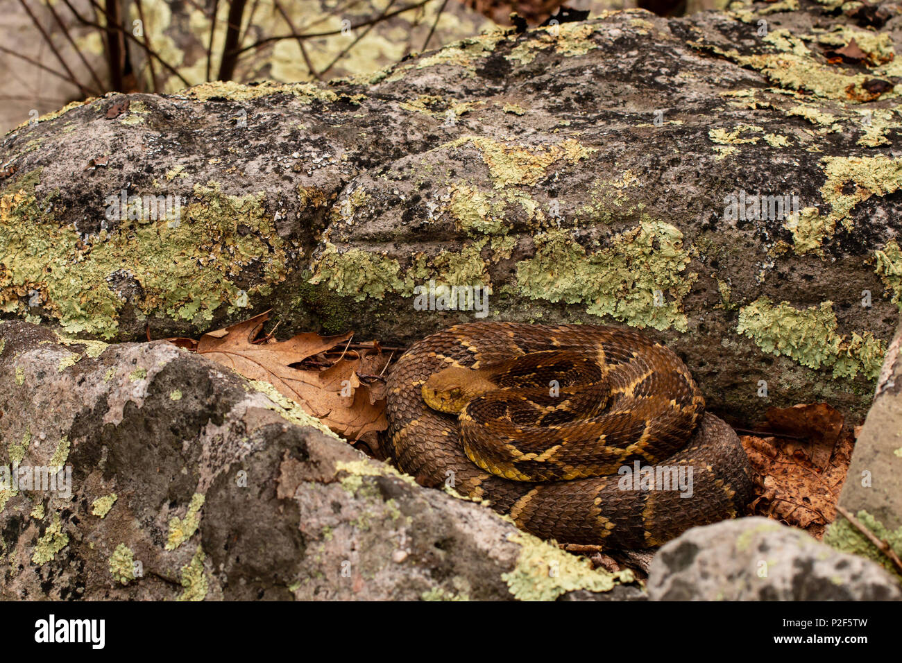 Gravid yellow phase timber rattlesnake - Crotalus horridus Stock Photo ...