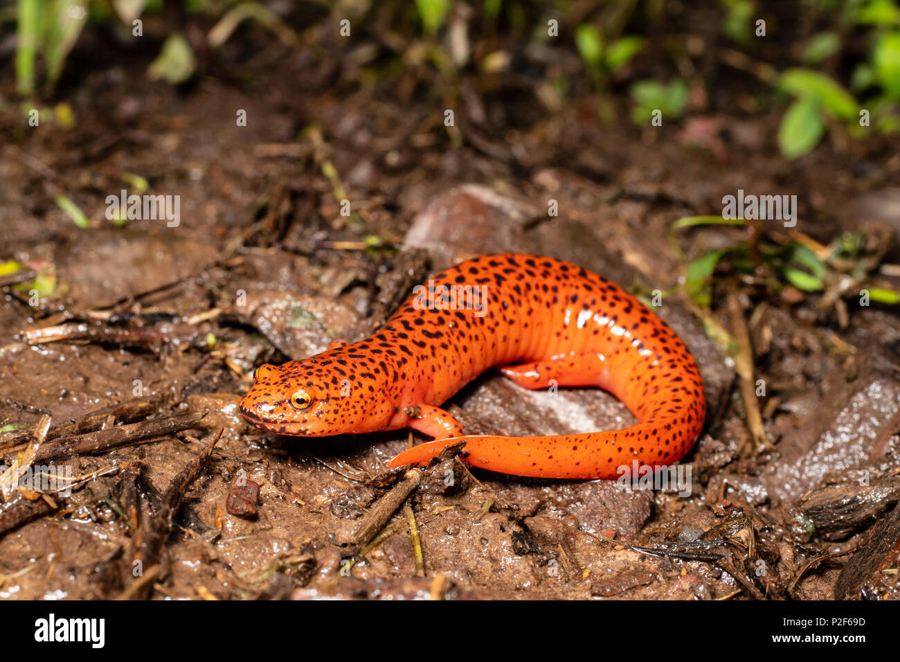 Northern red salamander - Pseudotriton ruber Stock Photo - Alamy