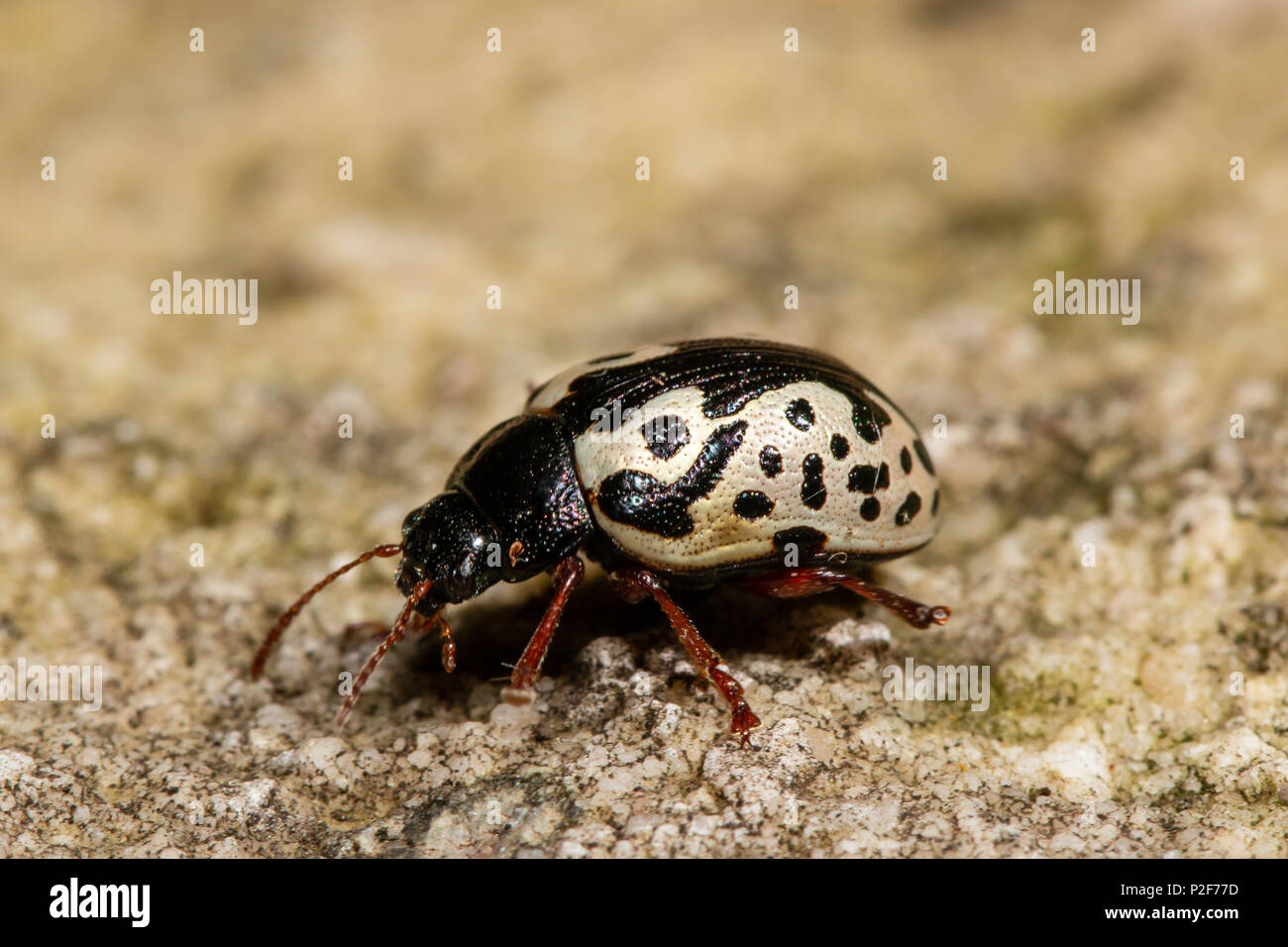 Elm calligrapha beetle - Calligrapha scalaris Stock Photo - Alamy