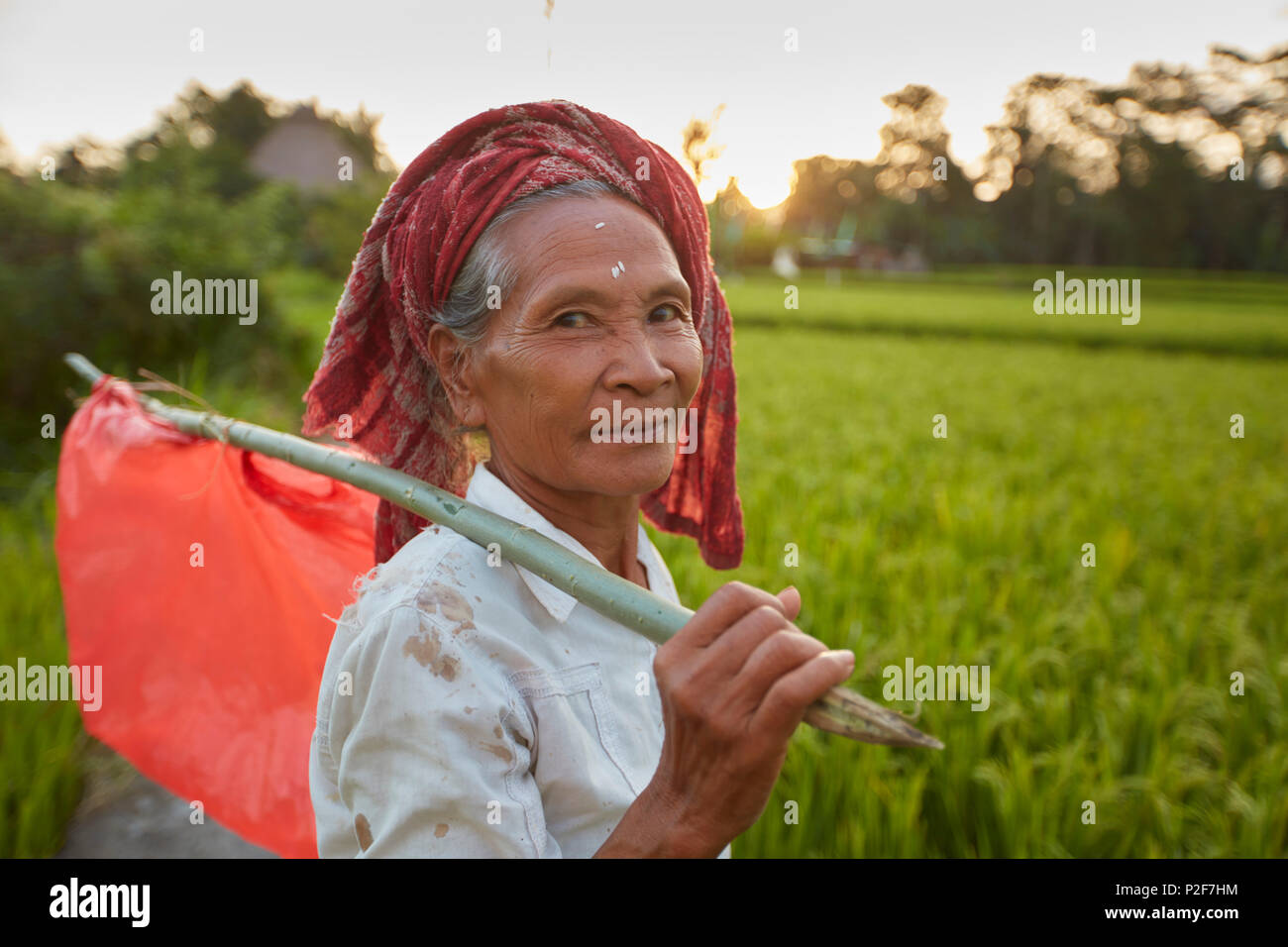 Rice paddies, rice field Penestanan, Ubud, Bali, Indonesia Stock Photo ...