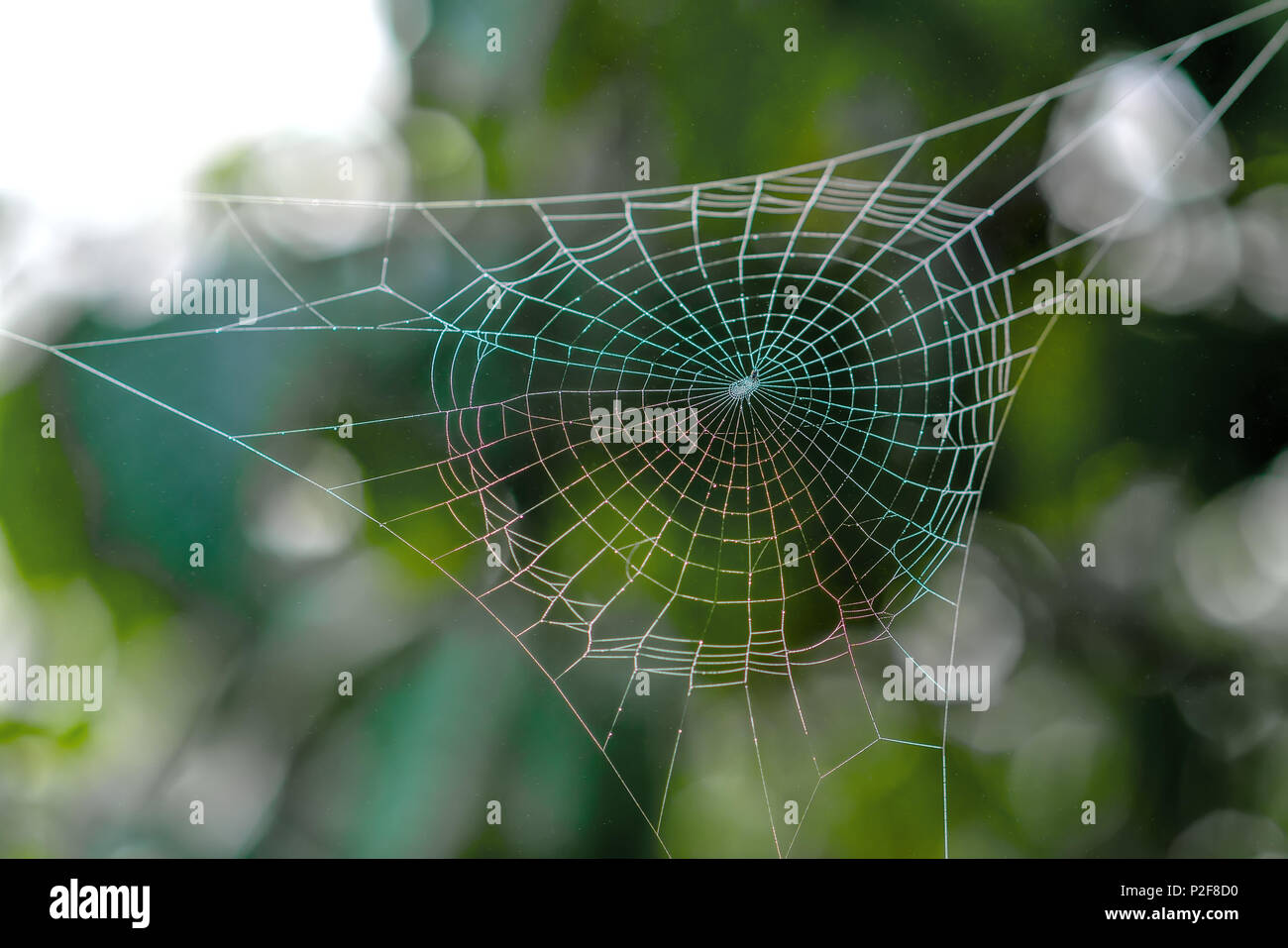 Beautiful spiderweb with dew drops on the silk rope the sunlight in the ...