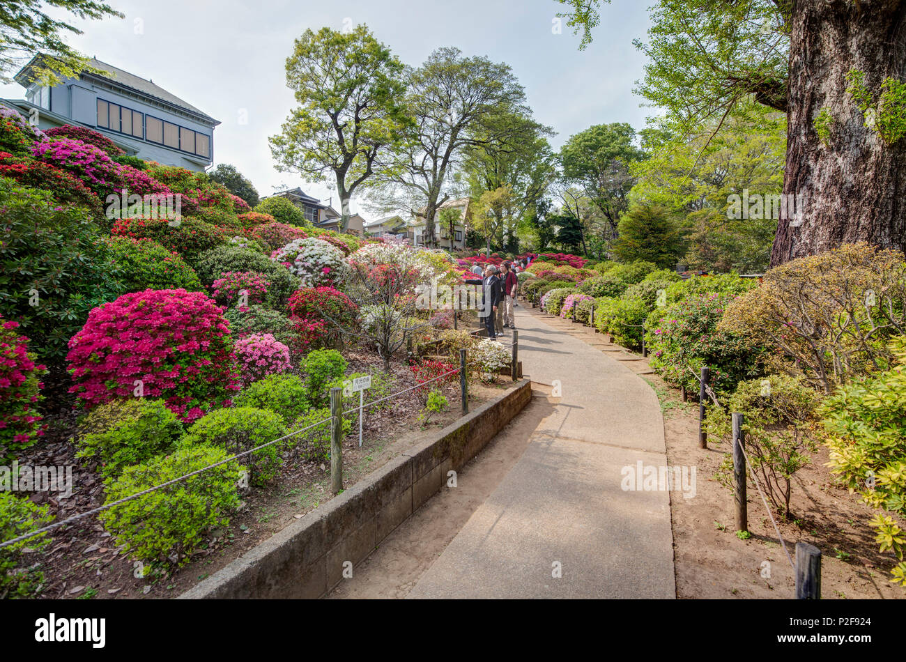 Azalea Garden at Nezu-Shrine, Yanaka, Taito-ku, Tokyo, Japan Stock ...