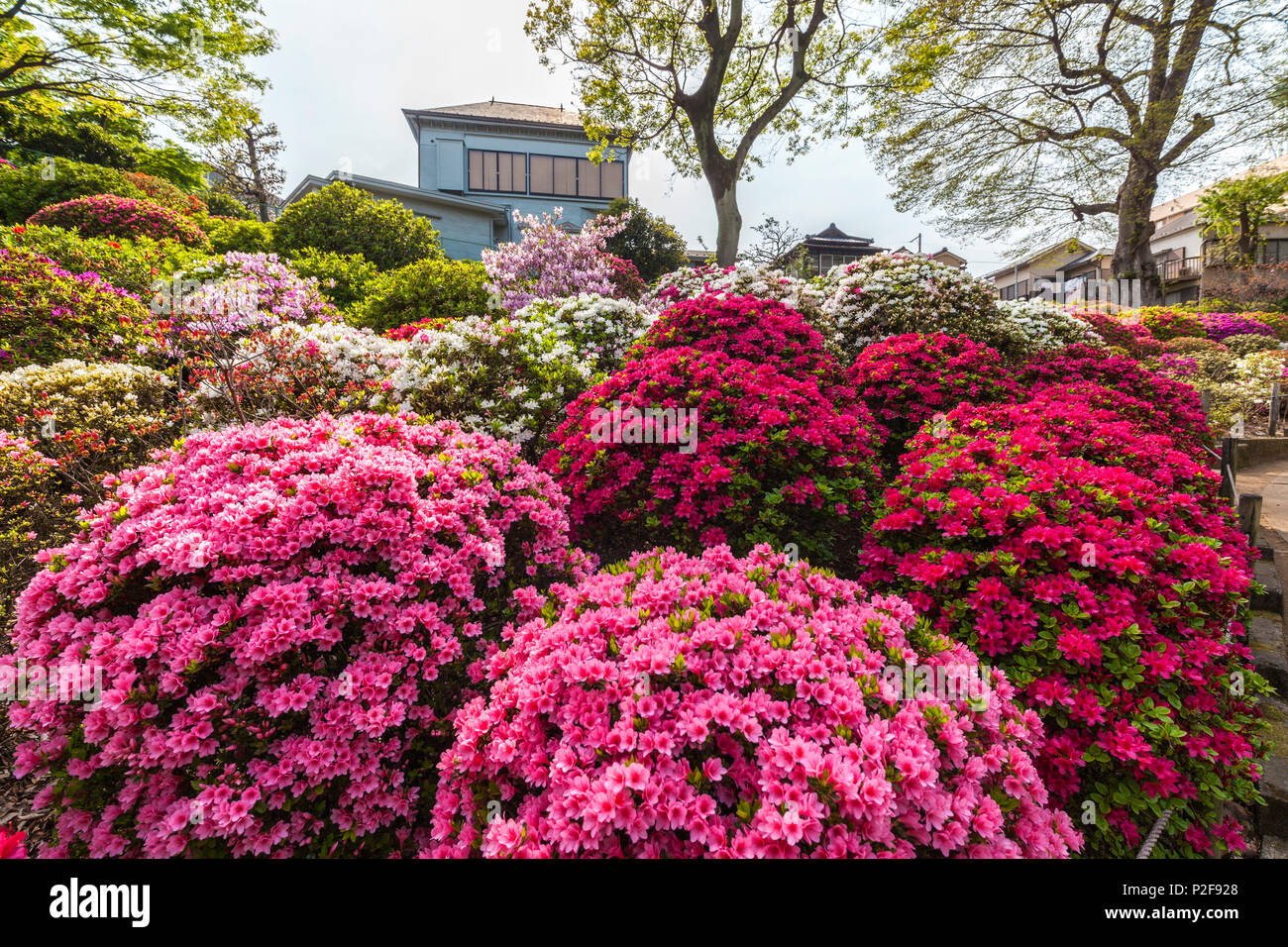 Beautiful Pathway Lined With Trees And Purple Azaleas