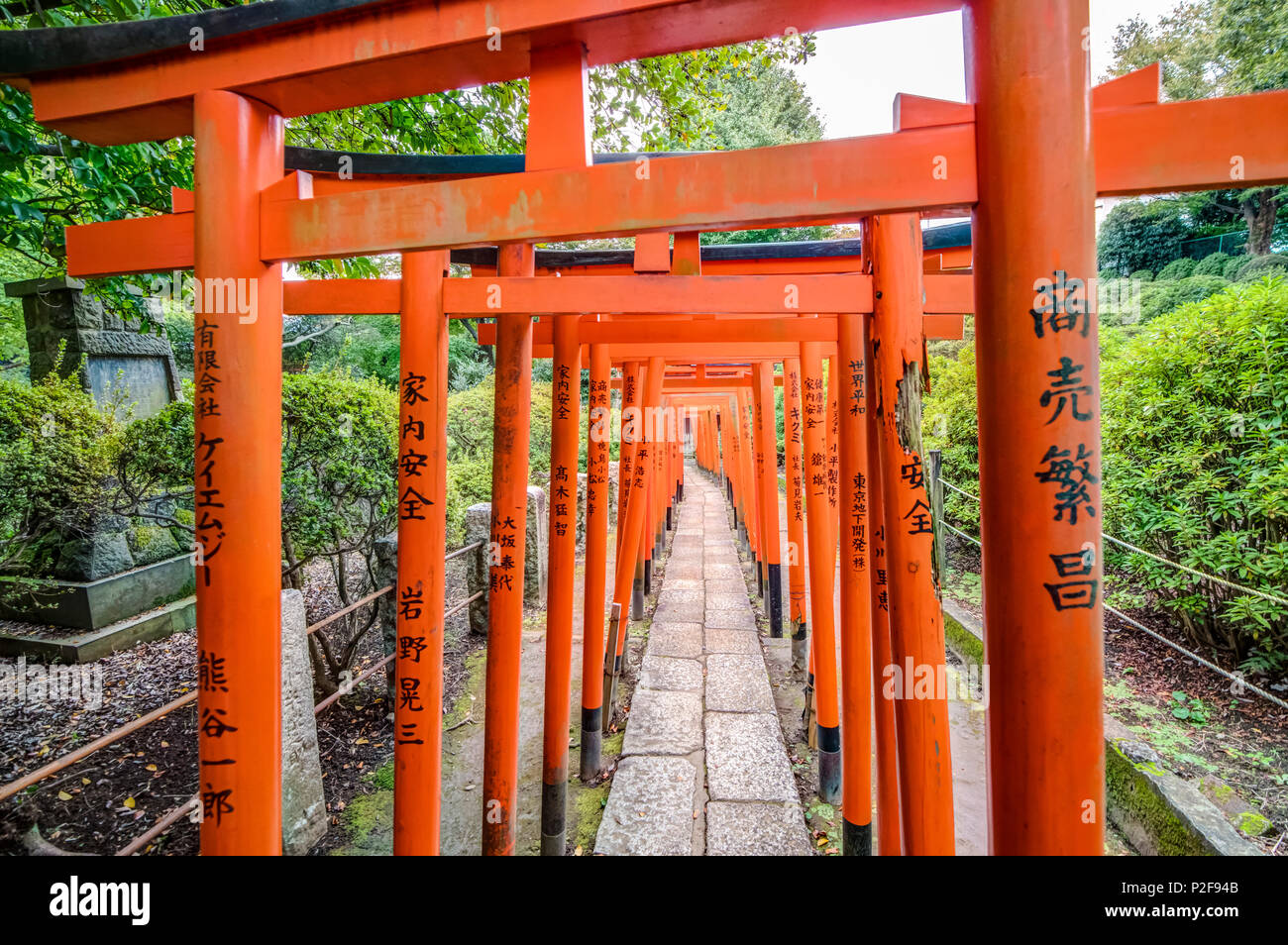 Path with many red Torii at Nezu-Shrine, Yanaka, Taito-ku, Tokyo, Japan ...