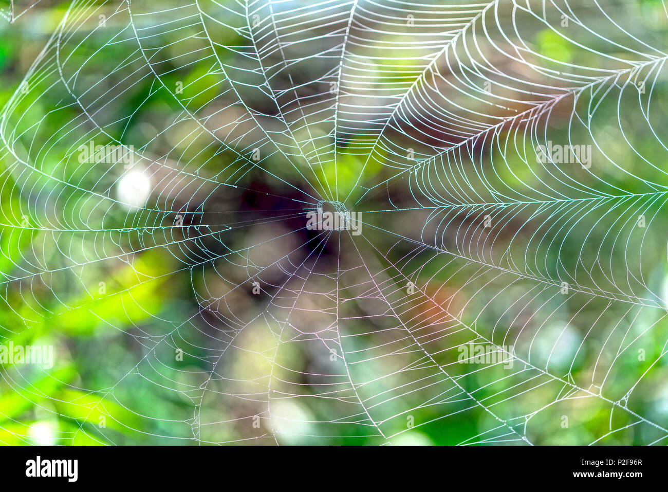 Beautiful spiderweb with dew drops on the silk rope the sunlight in the ...