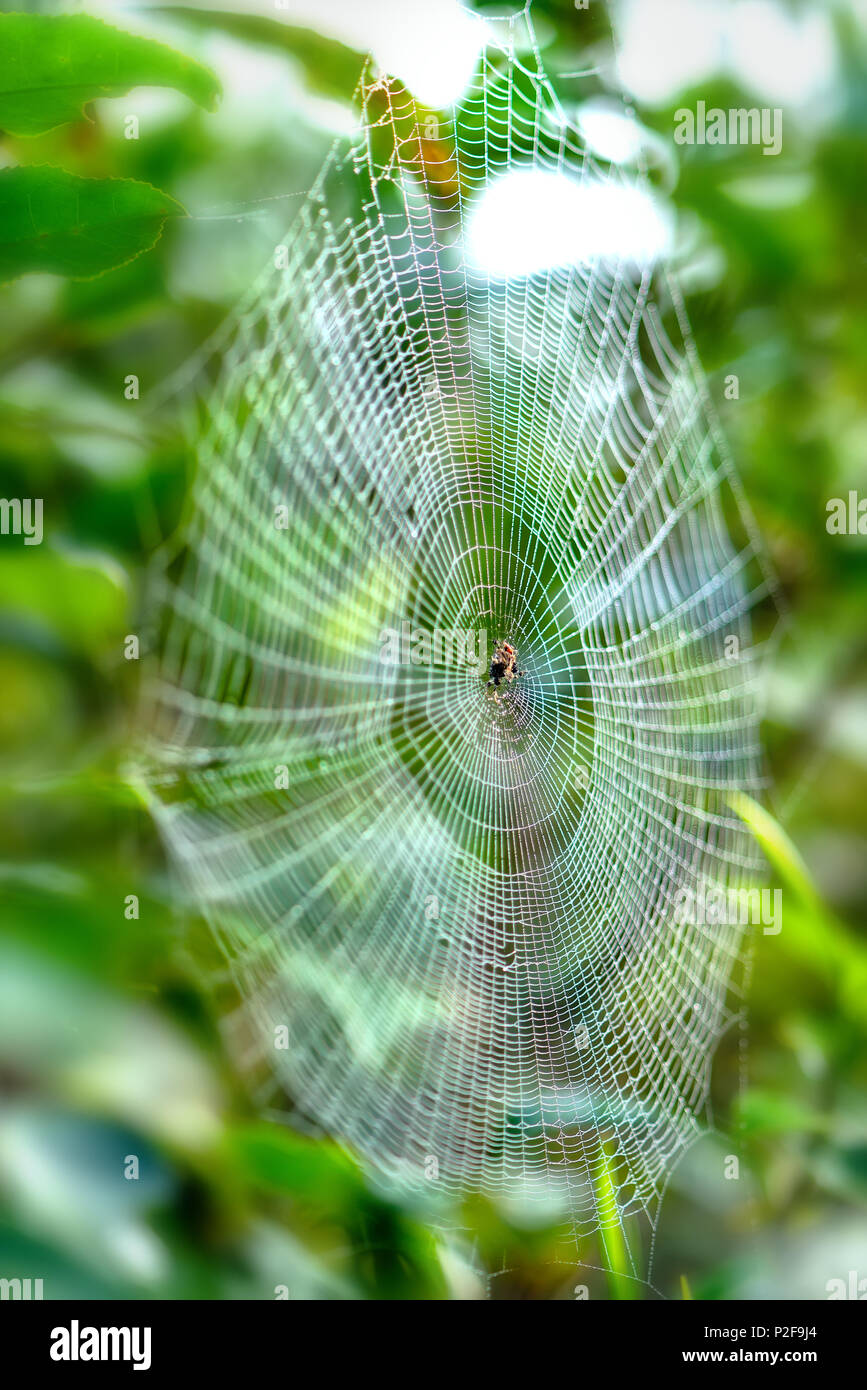 Beautiful spiderweb with dew drops on the silk rope the sunlight in the ...