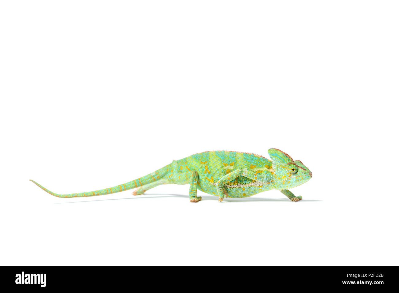 side view of colorful tropical chameleon crawling isolated on white ...