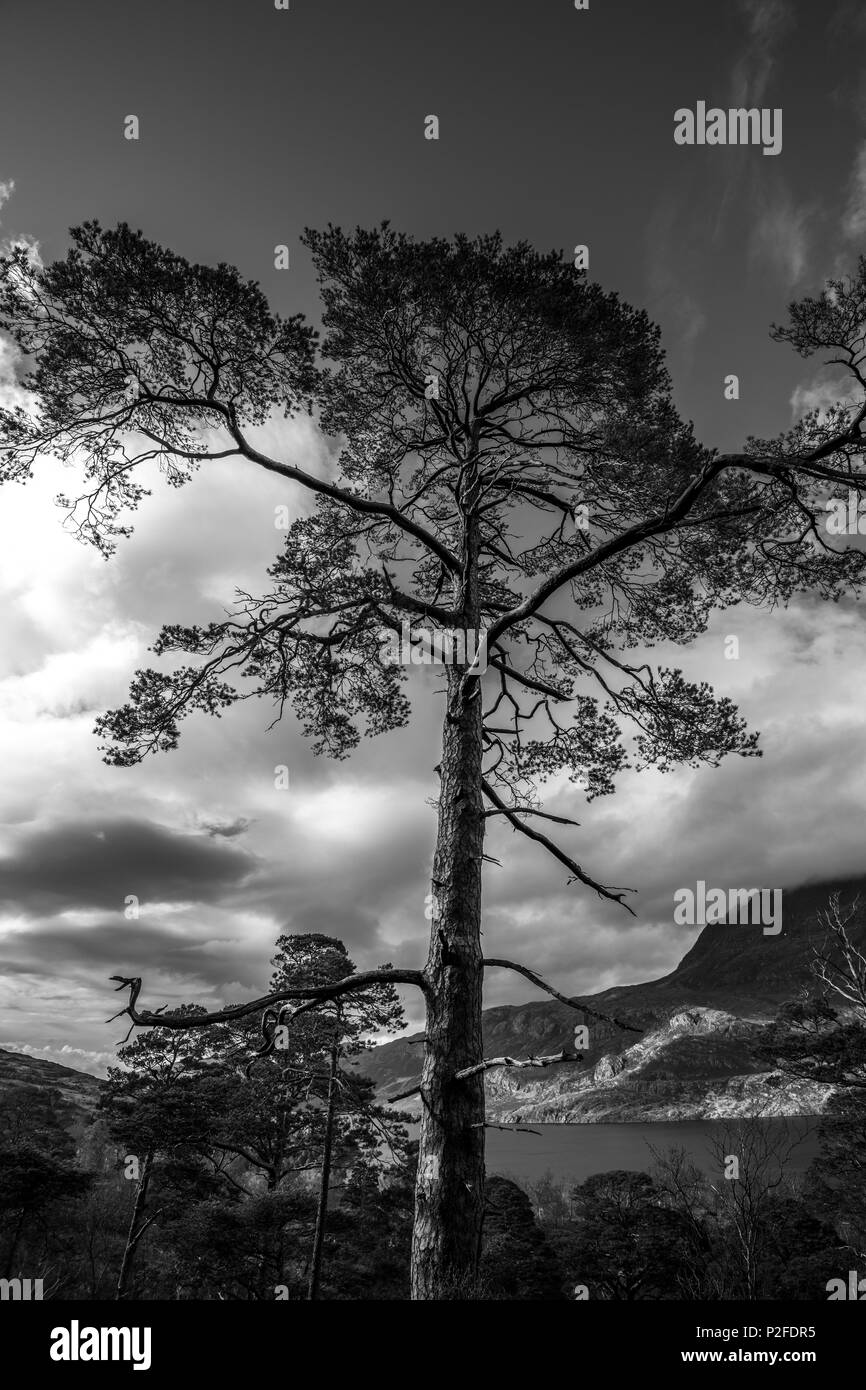 Pine tree cone in Black and White Stock Photos & Images - Alamy