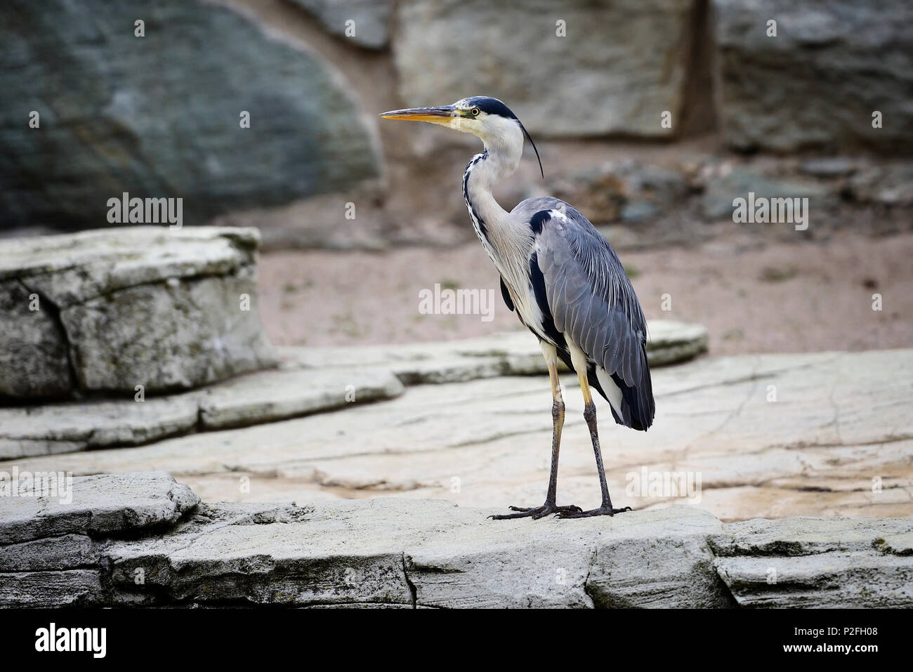 Beautiful Grey Heron (Ardea cinerea) near the rocks Stock Photo - Alamy