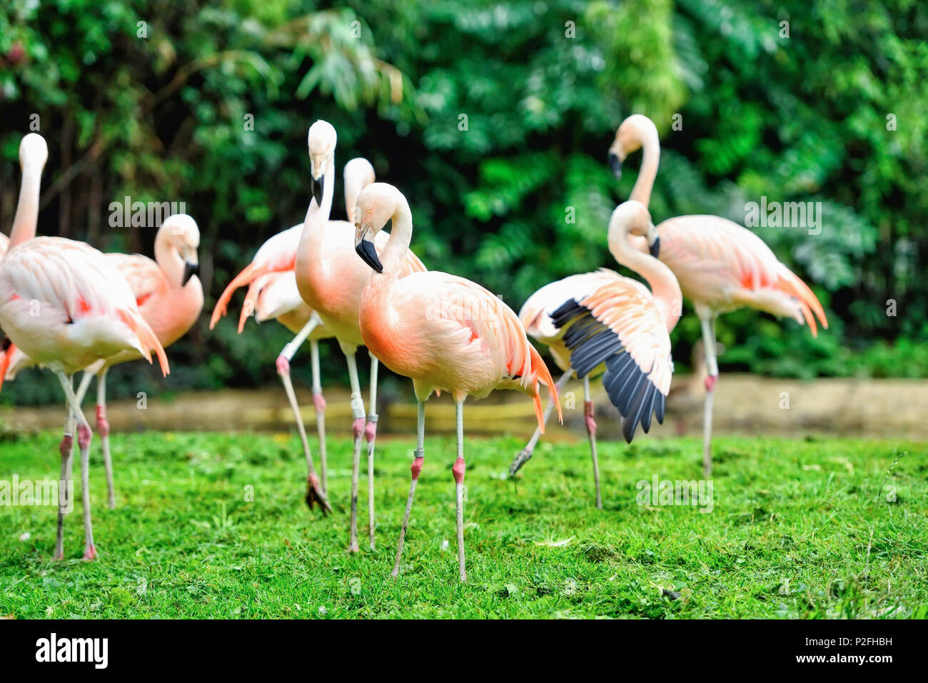 Pink flamingo bush hi-res stock photography and images - Alamy