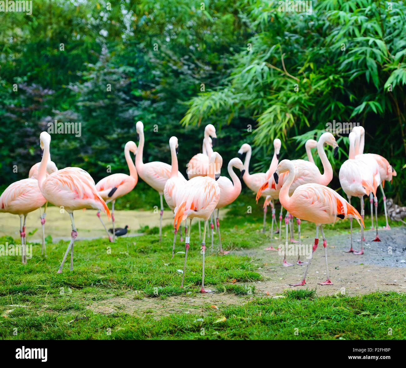 Pink flamingo bush hi-res stock photography and images - Alamy