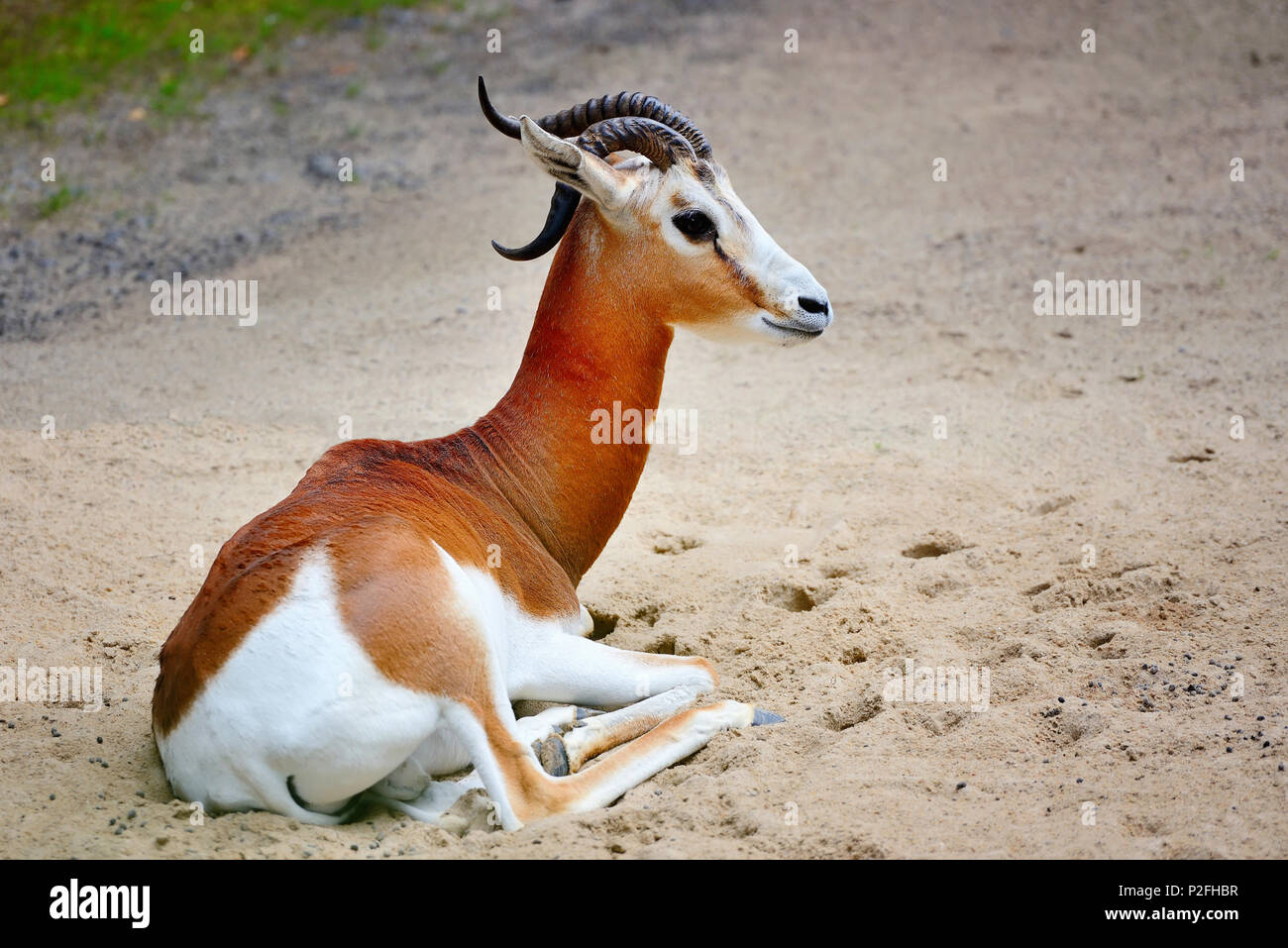 Male female springbok hi-res stock photography and images - Alamy