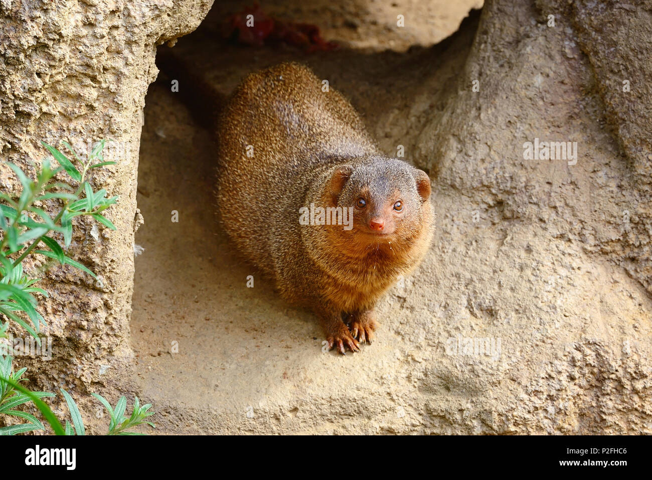 Common dwarf mongoose (Helogale parvula) sits near the burrow Stock ...
