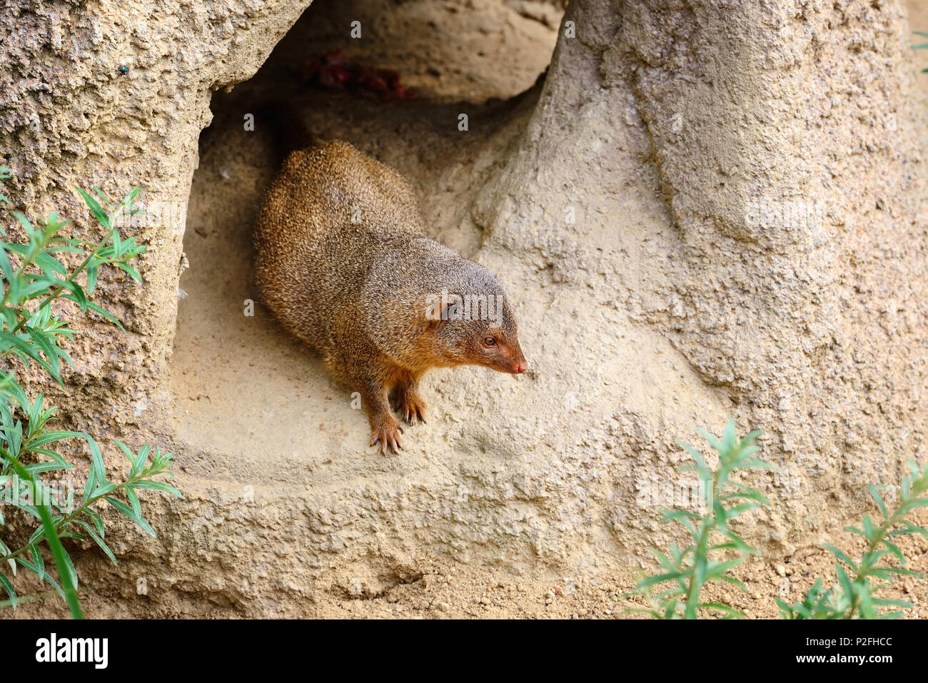 Common dwarf mongoose (Helogale parvula) sits near the burrow Stock ...