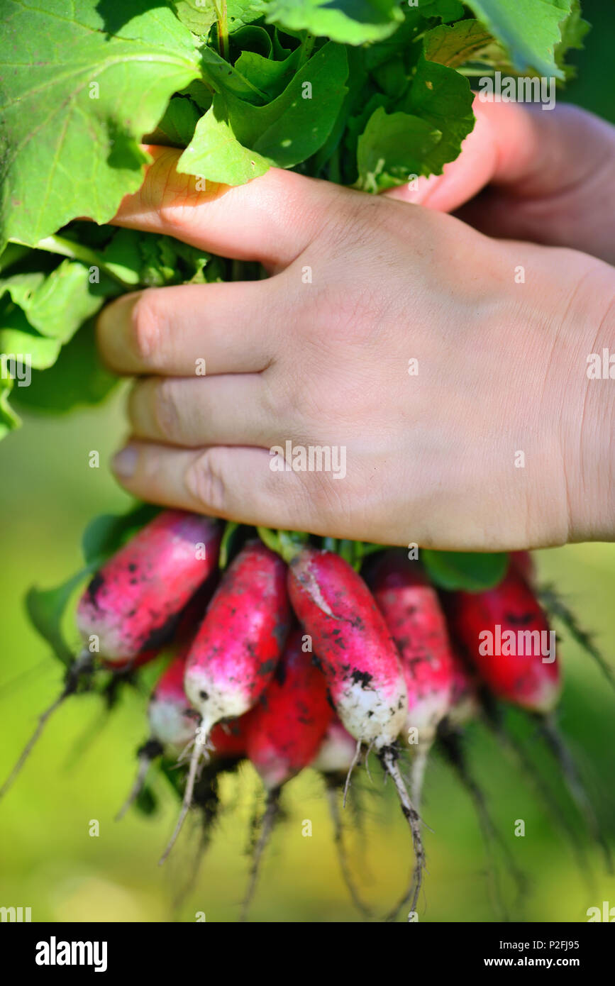 Radishes with green tops hi-res stock photography and images - Alamy