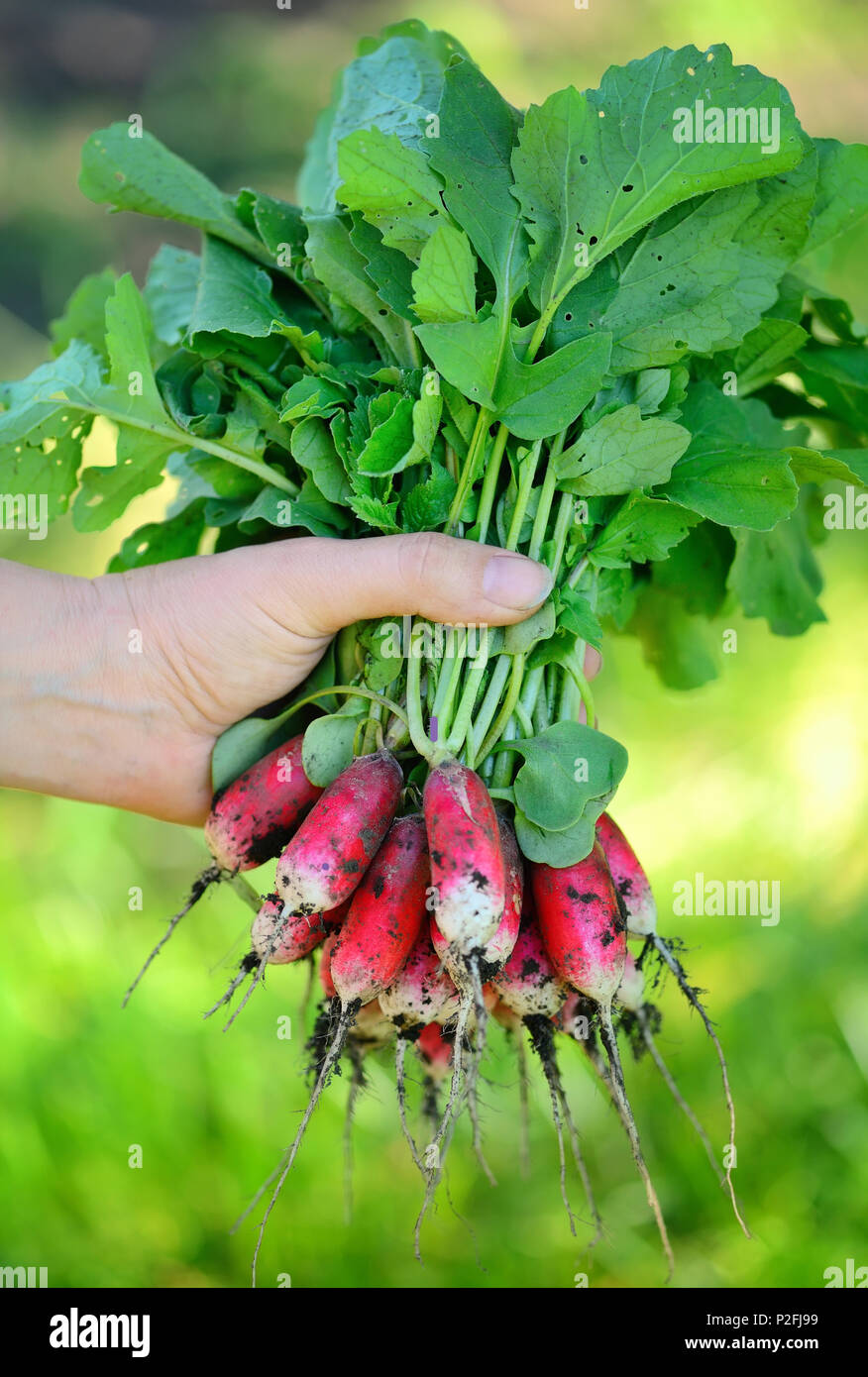 Fresh organic radishes with tops and green leaves in woman's hands ...