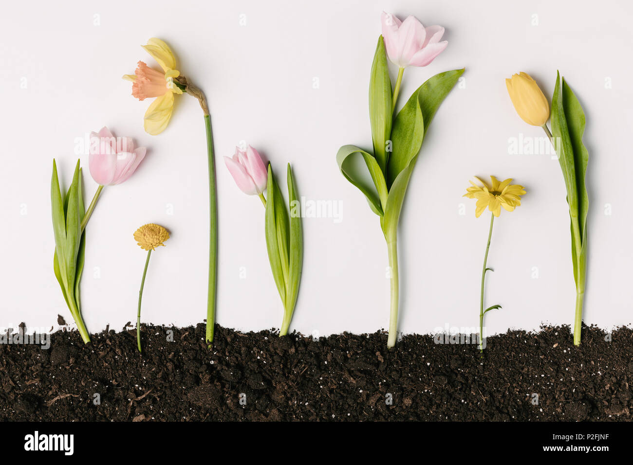 flat lay with various beautiful flowers in ground isolated on white ...
