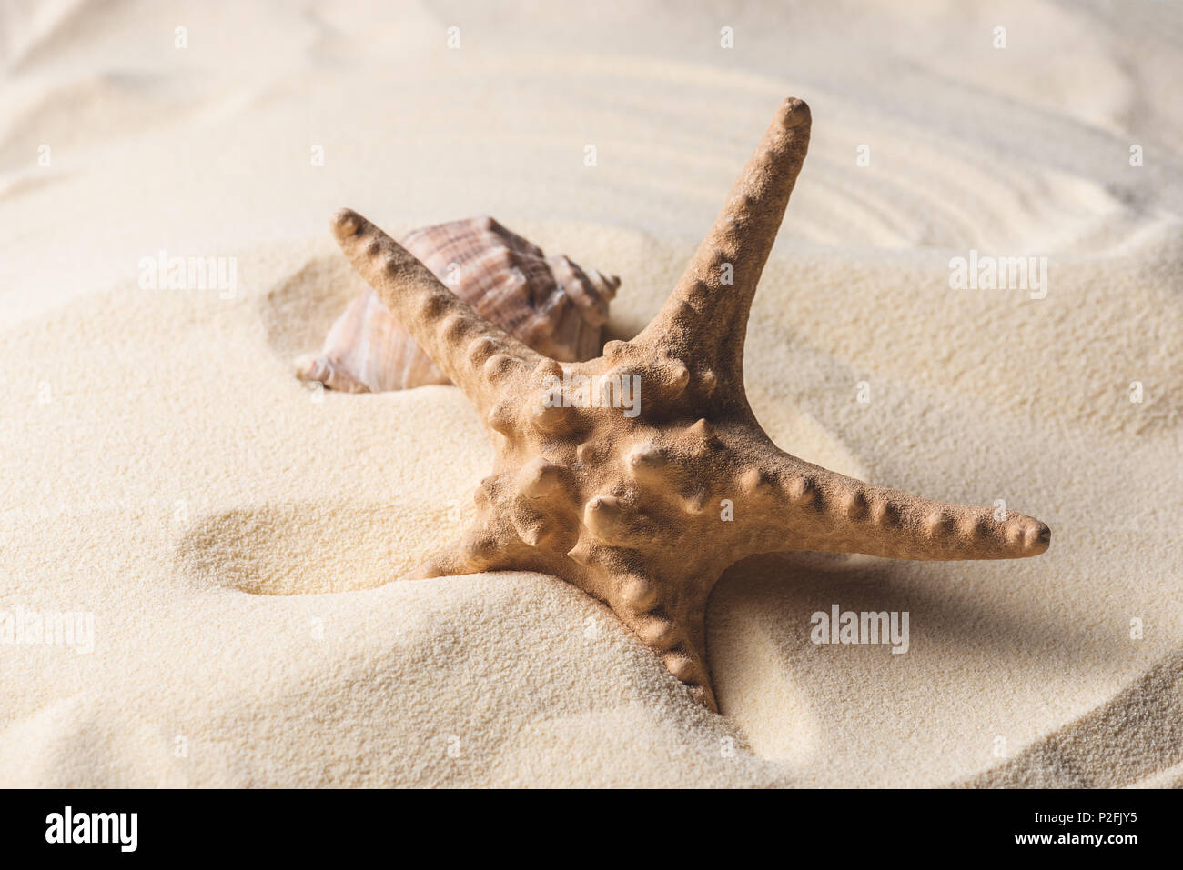 Sea starfish and shell on sandy beach Stock Photo - Alamy