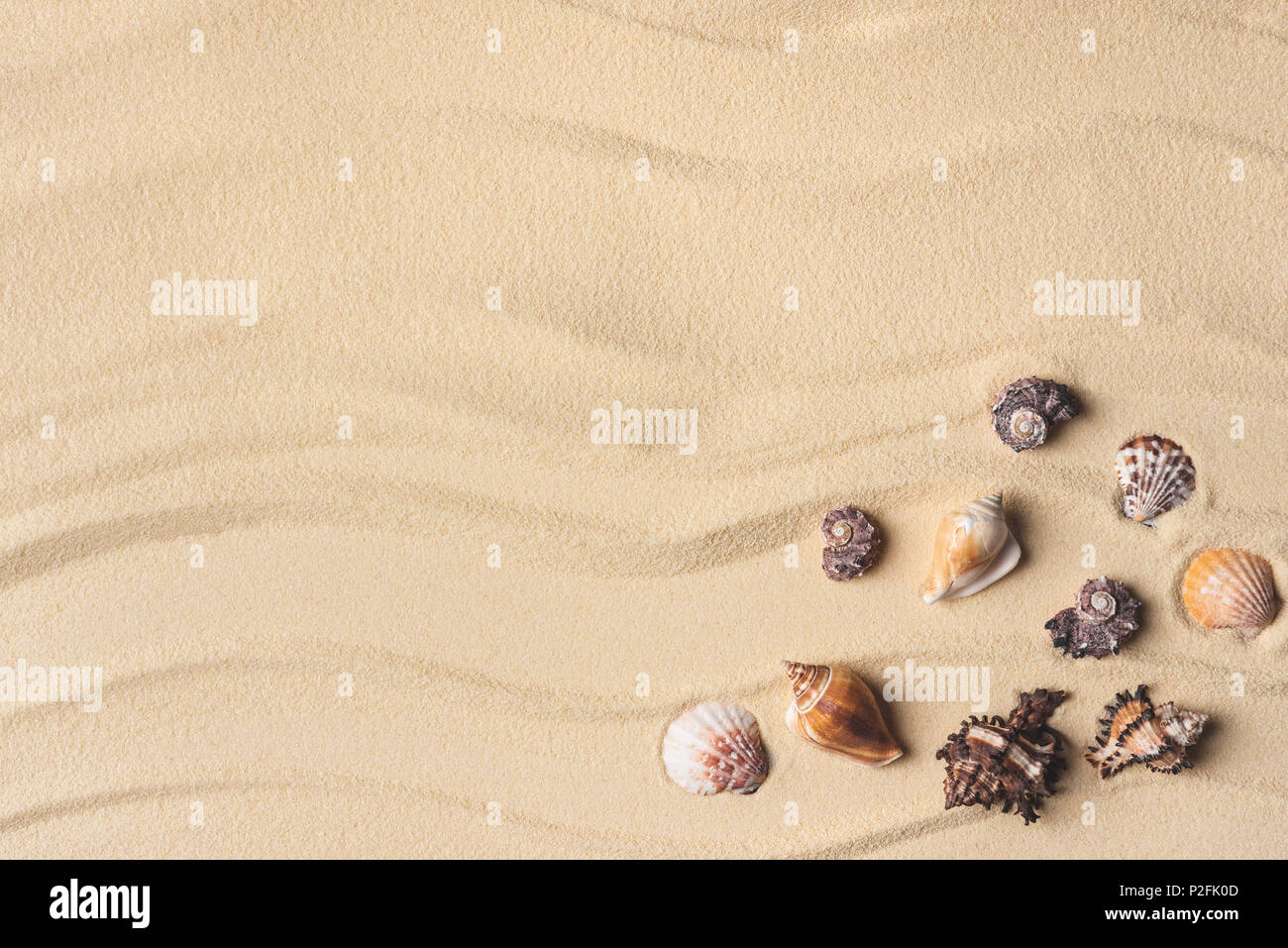 Beautiful seashells hi-res stock photography and images - Alamy