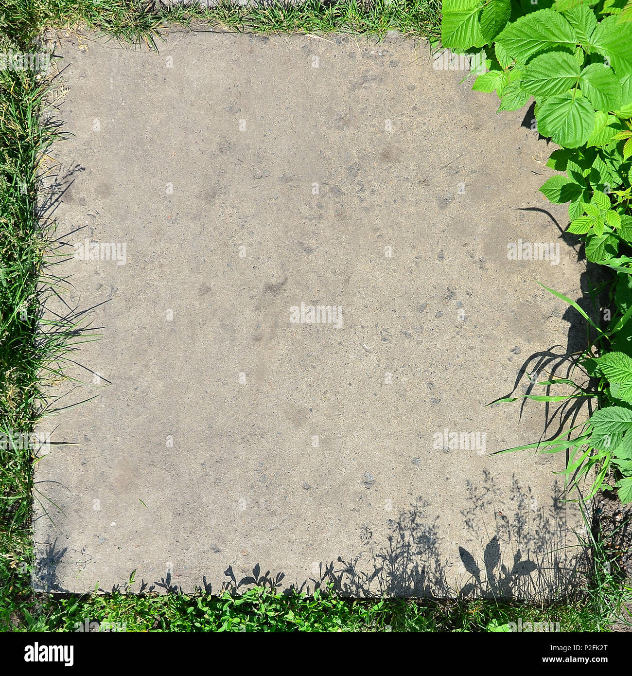 Vegetative bac hi-res stock photography and images - Alamy