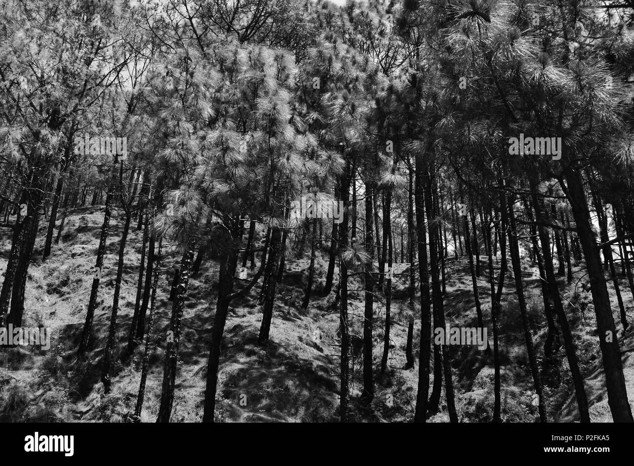Forest pine trees pinus Black and White Stock Photos & Images - Alamy
