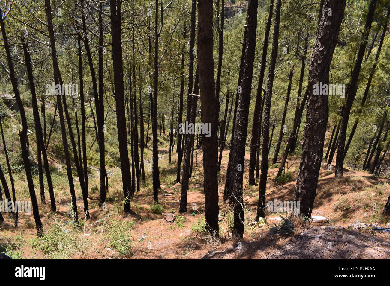 Tree of many slender branches hi-res stock photography and images - Alamy