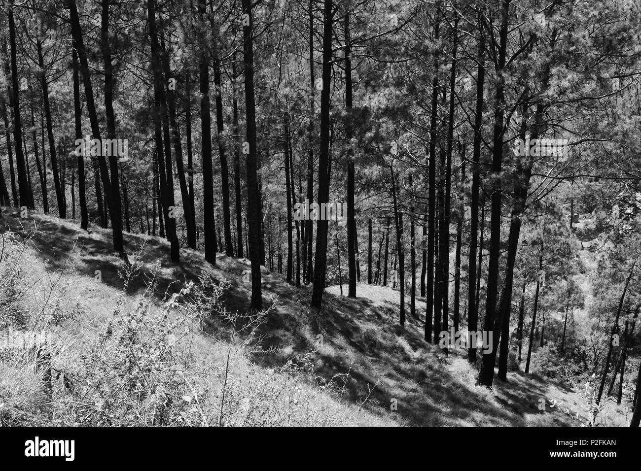 Treescapes hi-res stock photography and images - Alamy