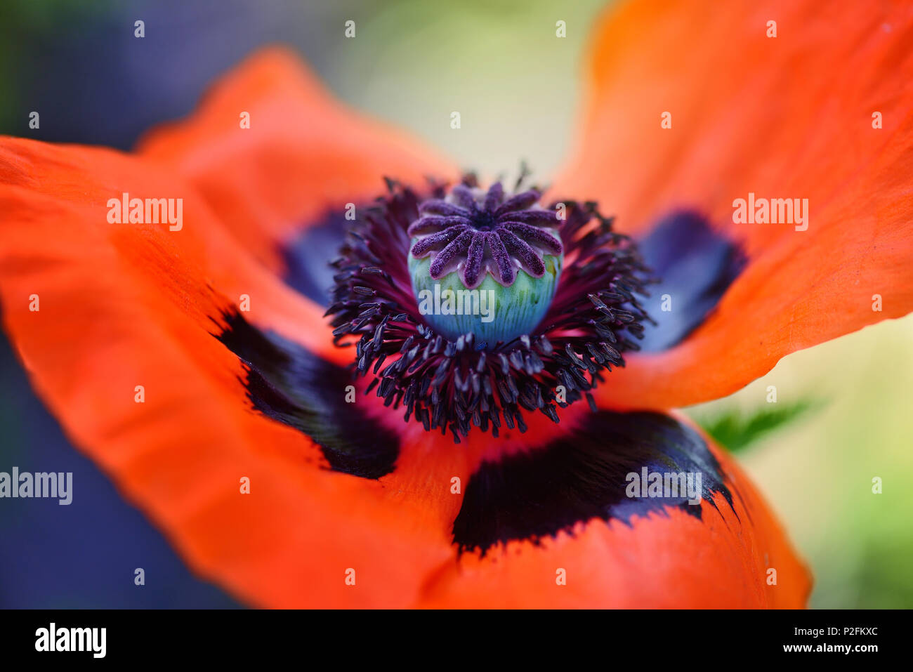 Closeup blooming red poppy flower. Stamen, stigma, filament and anthers ...