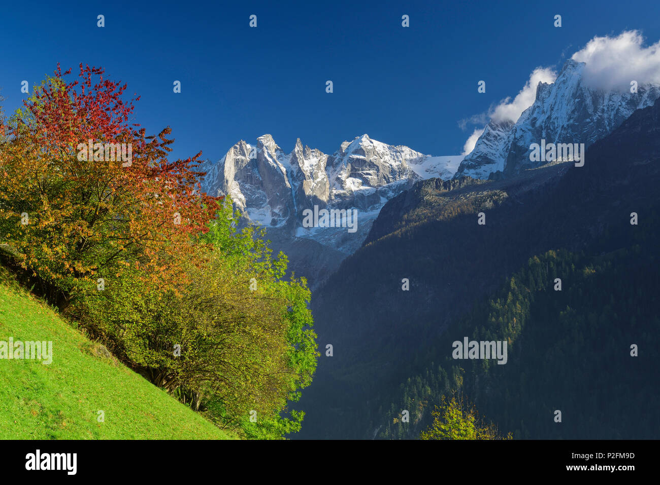 Alpine meadow trees hi-res stock photography and images - Alamy