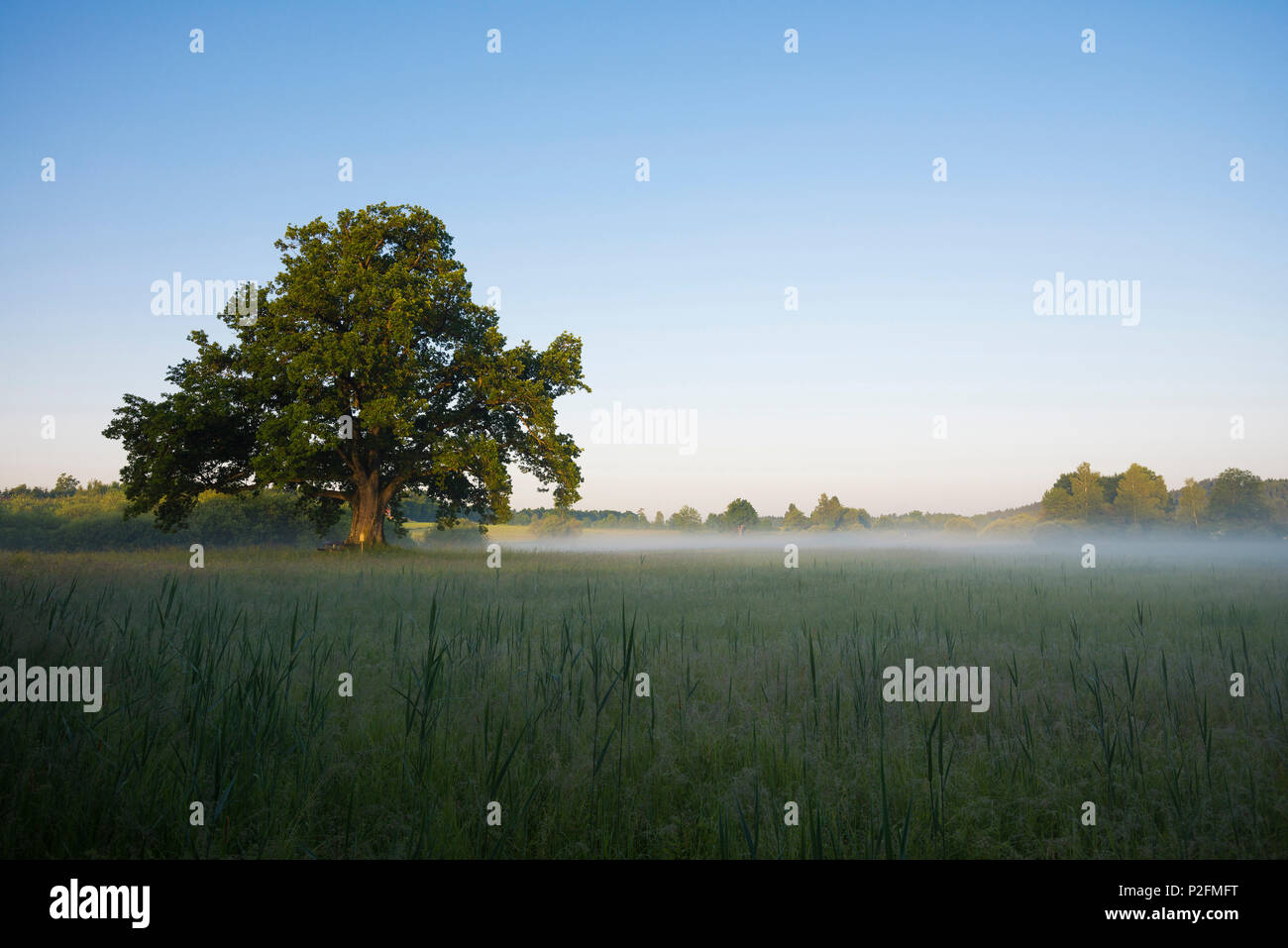 Sunrise oak tree hi-res stock photography and images - Alamy