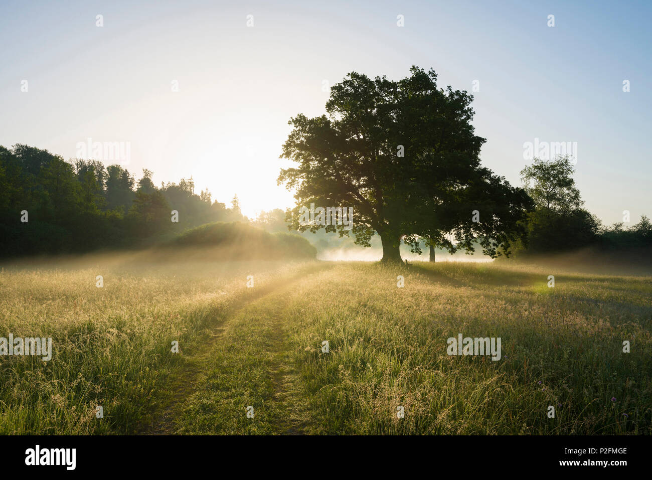 Sunrise oak tree hi-res stock photography and images - Alamy