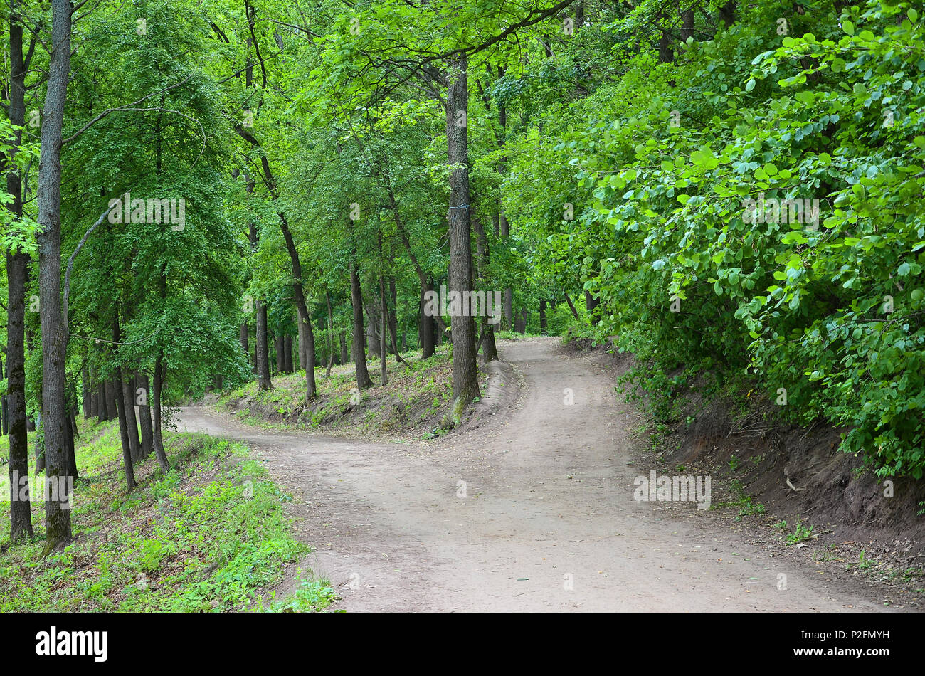 Divergence of paths in the forest. Crossroads among many trees Stock ...