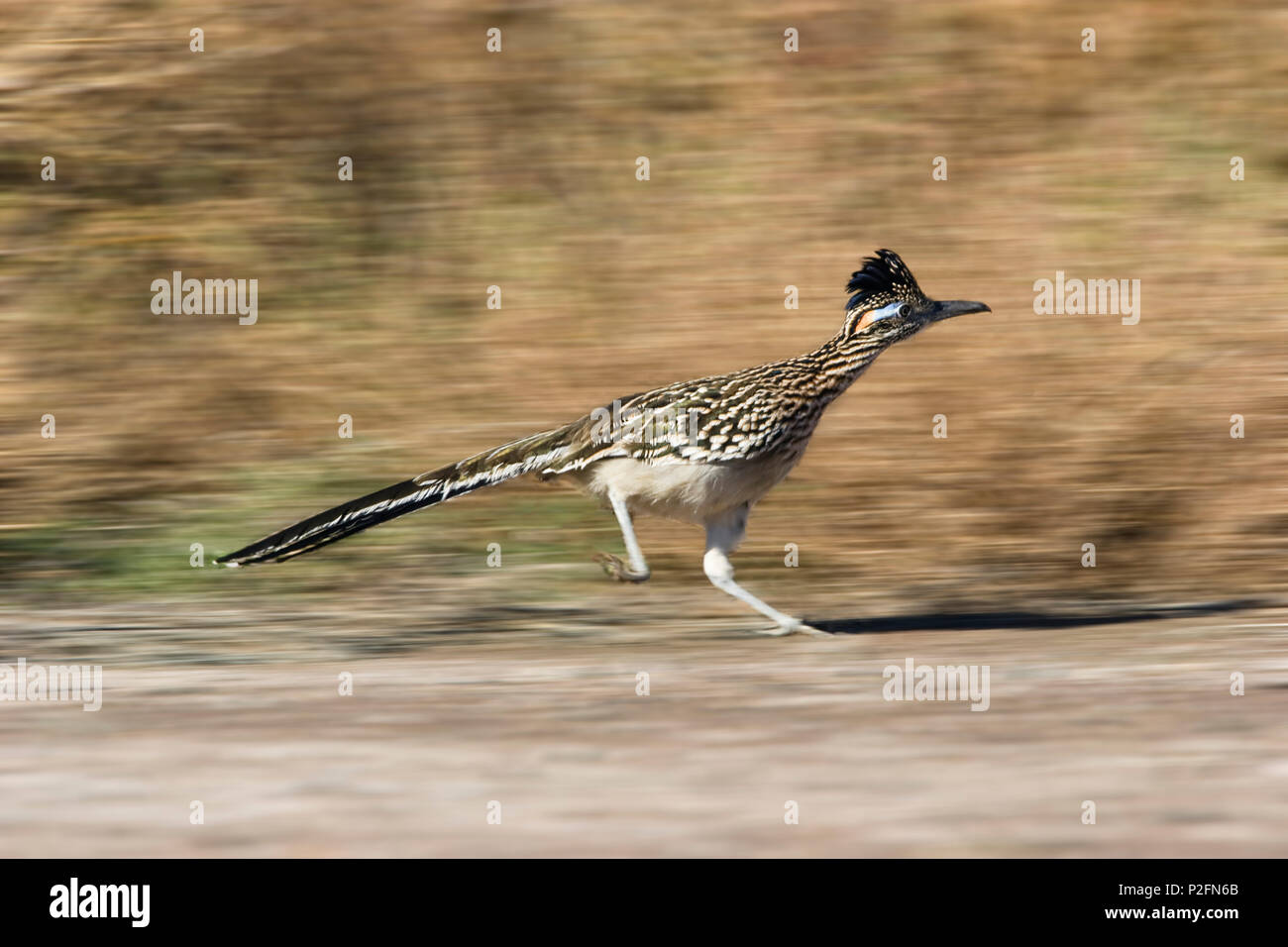 Greater roadrunner portrait hi-res stock photography and images - Alamy