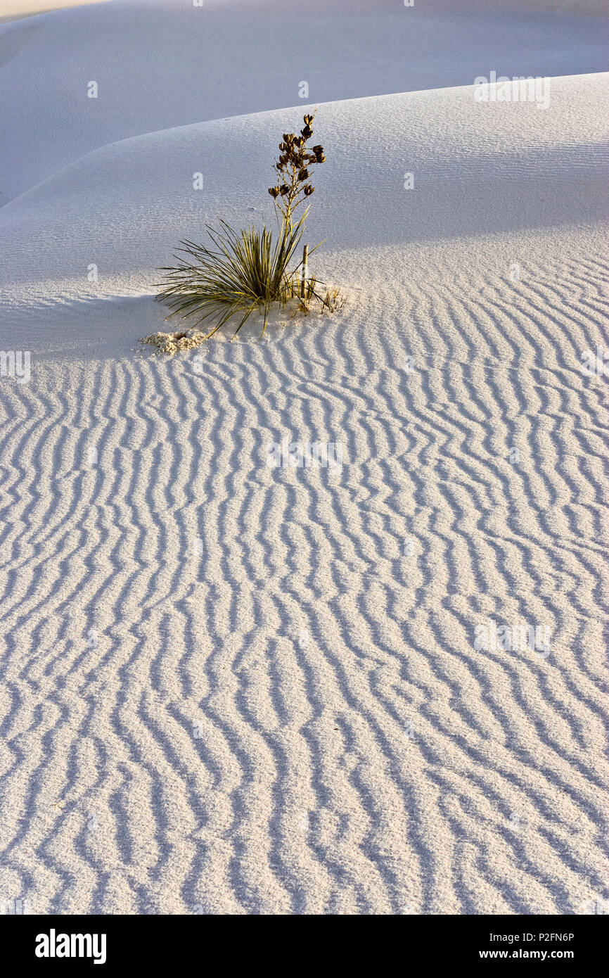 Soaptree, Yucca in dunes, Yucca elata, gypsum dune field, White Sands ...