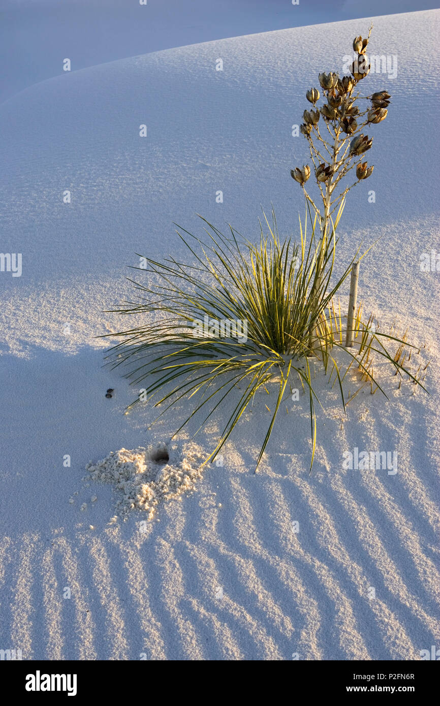 Soaptree, Yucca in dunes, Yucca elata, gypsum dune field, White Sands ...
