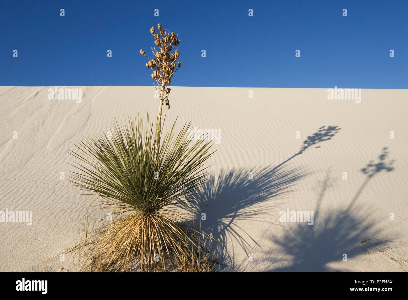 Soaptree, Yucca in dunes, Yucca elata, gypsum dune field, White Sands ...