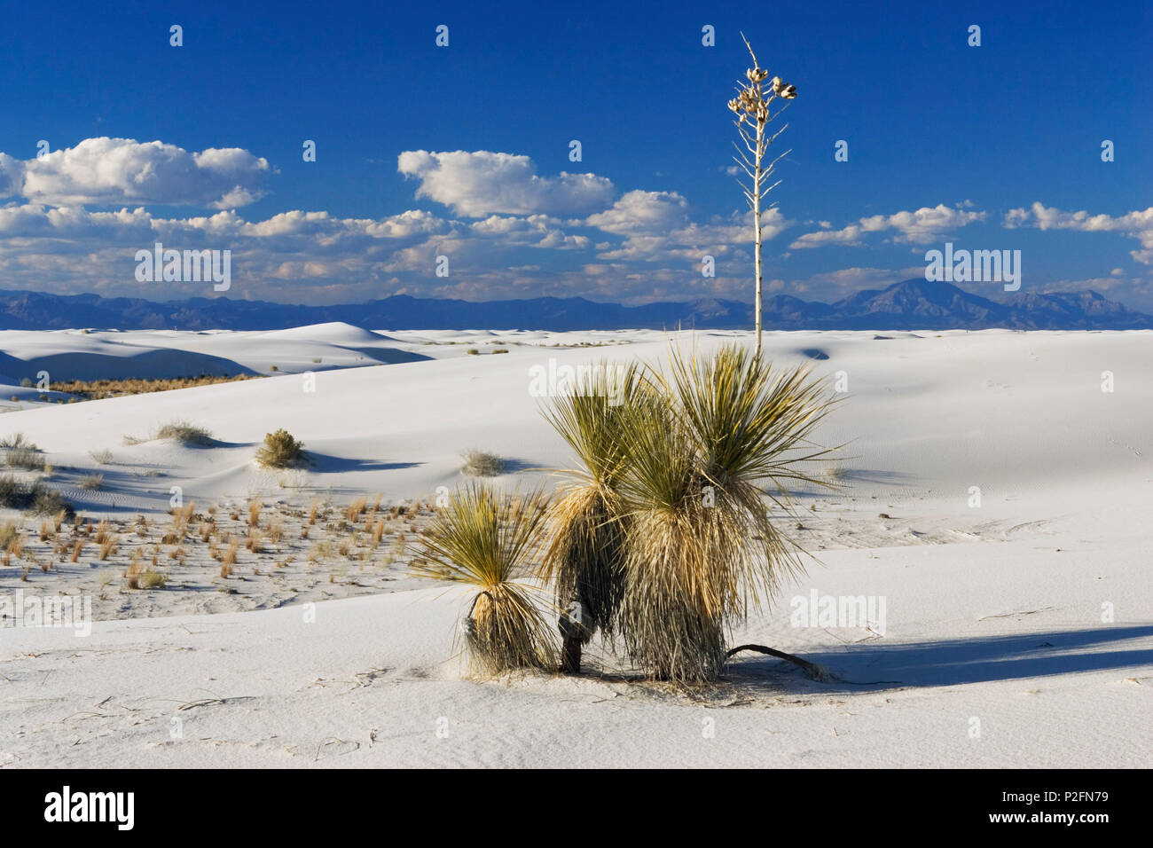 gypsum dune field, White Sands National Monument, New Mexico, USA Stock ...