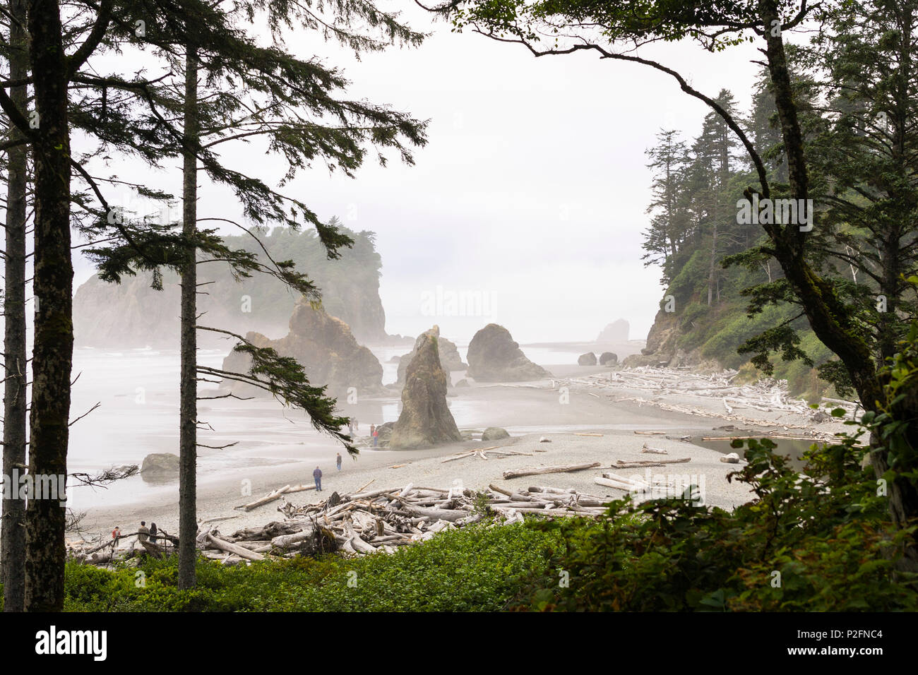 Pacific Coast in mist, Ruby Beach, Olympic Nationalpark, Washington ...