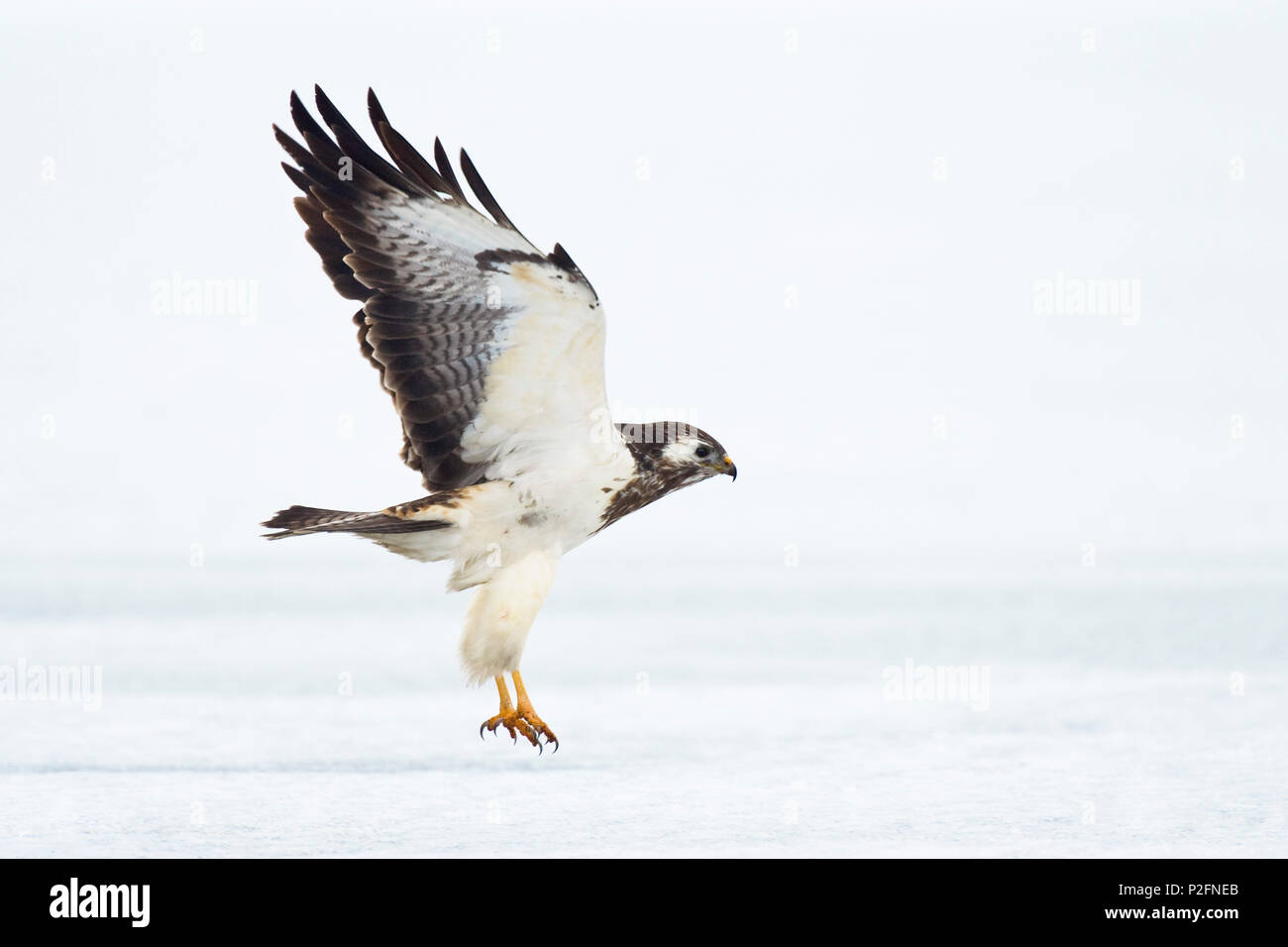 Common Buzzard, pale morph, Buteo buteo, Usedom, Germany Stock Photo ...