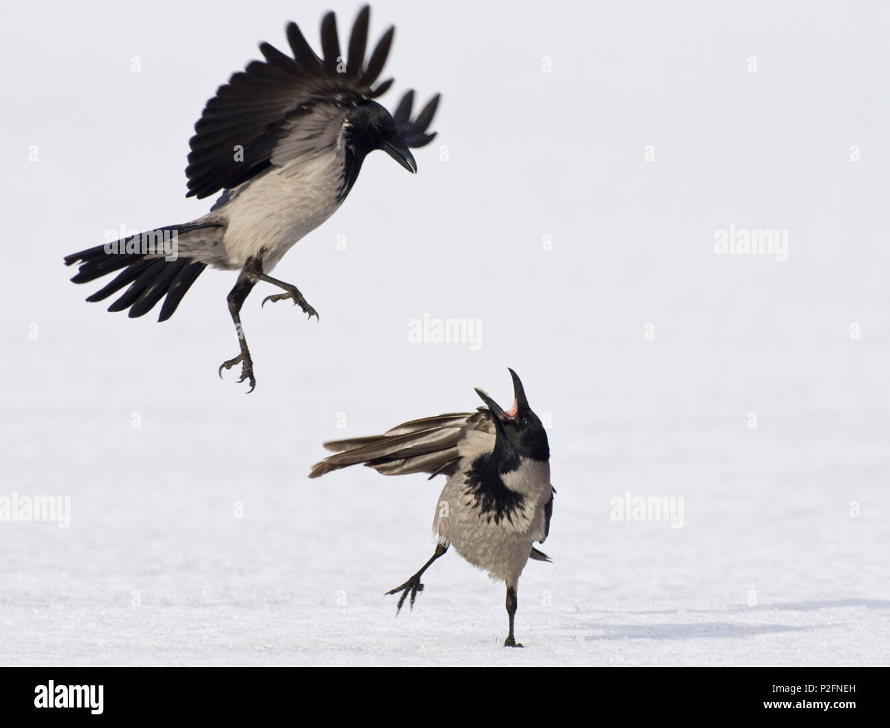 Crows fighting hi-res stock photography and images - Alamy