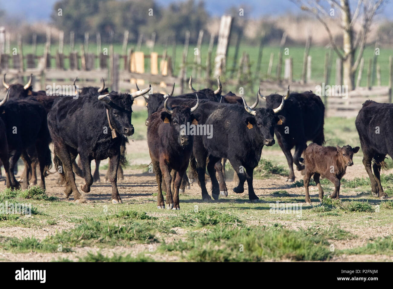 Camargue Bulls, Bos primigenius taurus, Camargue, France Stock Photo ...