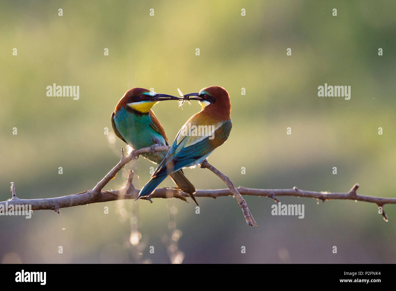 Bee-eaters, pair, male feeding female, Merops apiaster, Bulgaria ...