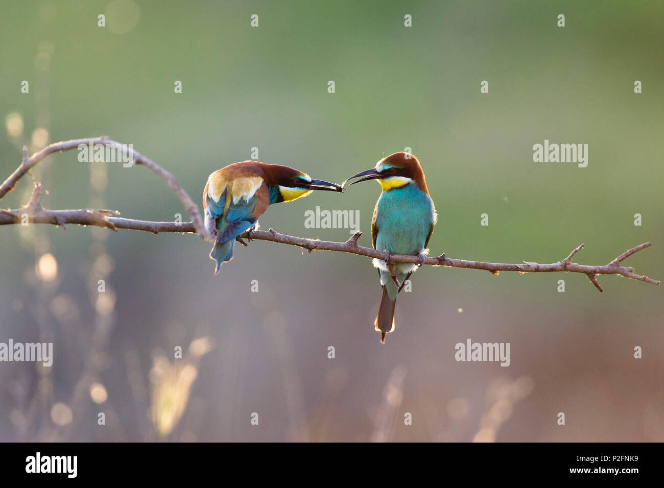 Bee-eaters, pair, male feeding female, Merops apiaster, Bulgaria ...