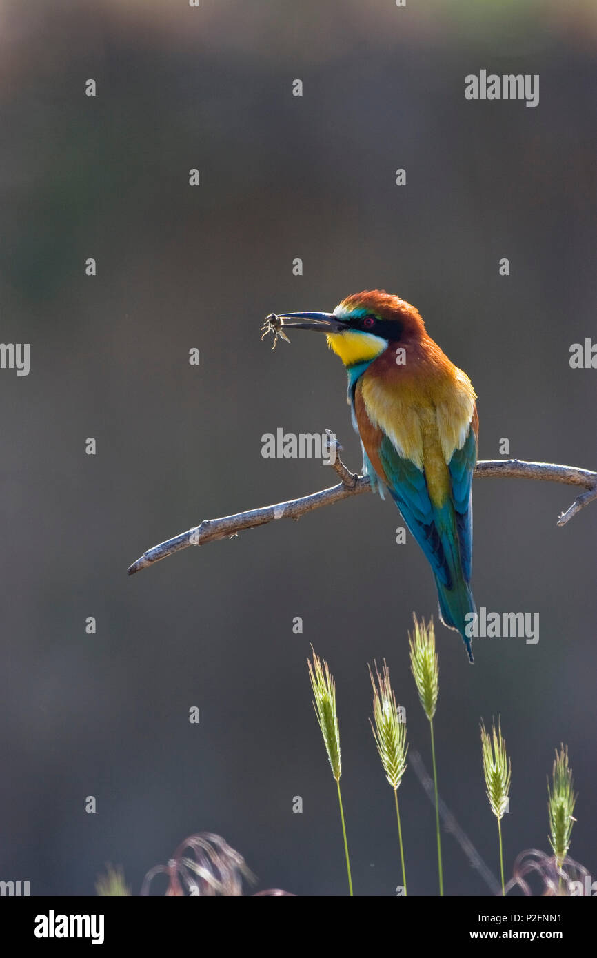 Bee-eater with bee, Merops apiaster, Bulgaria, Europe Stock Photo - Alamy