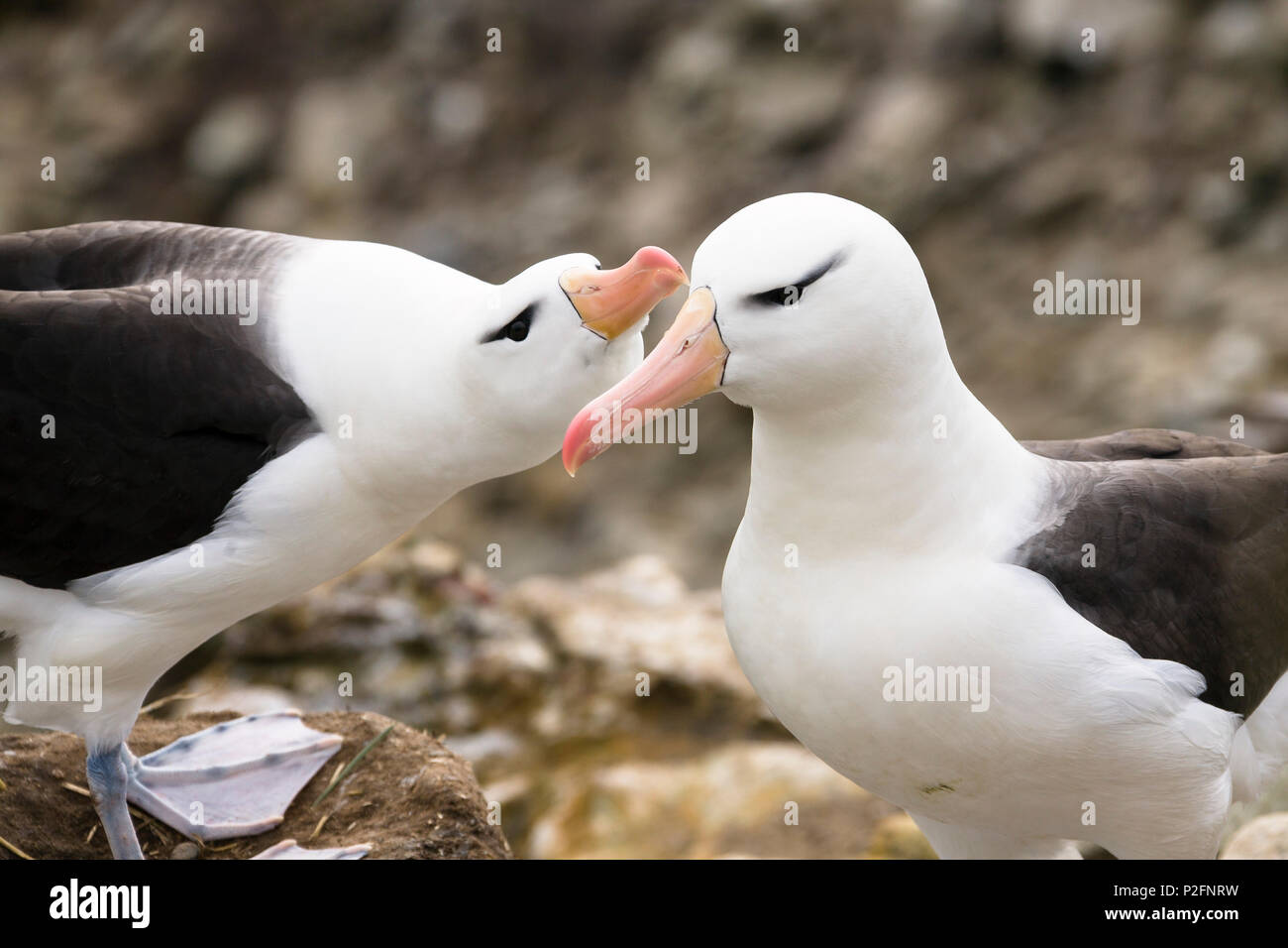 Black-browed Albatrosses, pair in rockhopper penguin-rookery, Diomedea ...
